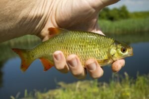 A Guide To Common Coarse Fish: Characteristics, Fishing Methods, And ...